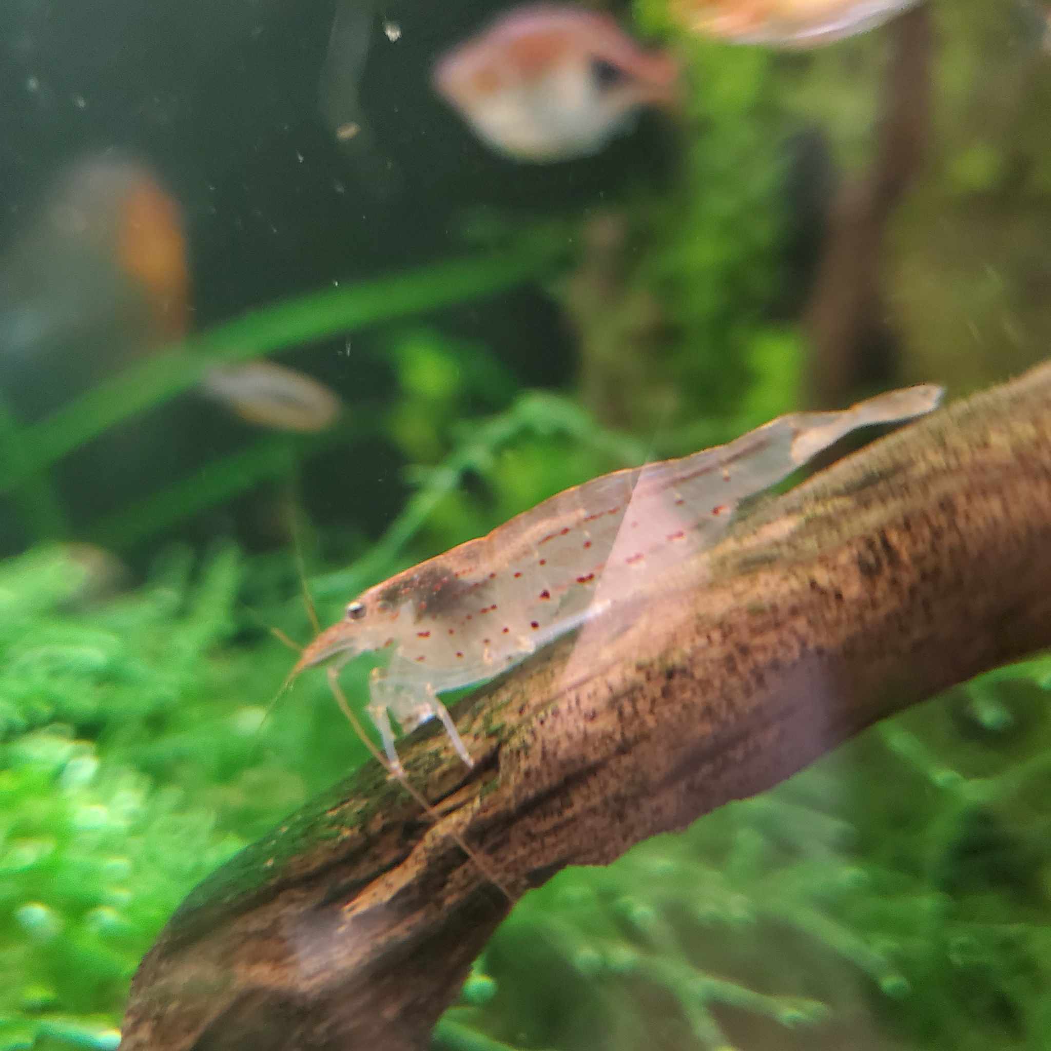 Adult Amano Shrimp – Inverted Aquaria